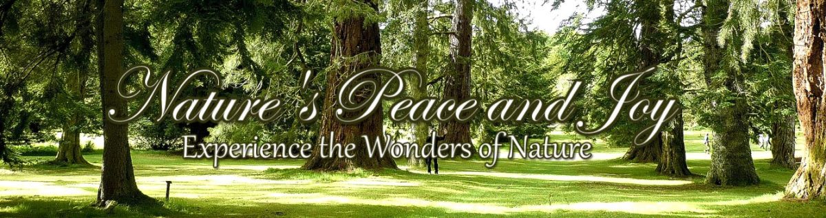 Nature Activities – Pure Joy